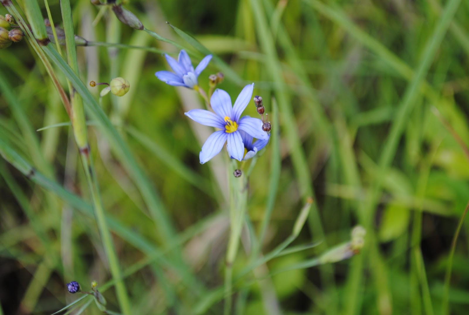 West Virginia Native Wildflowers-The Big Year, 2013: Spring Fades ...