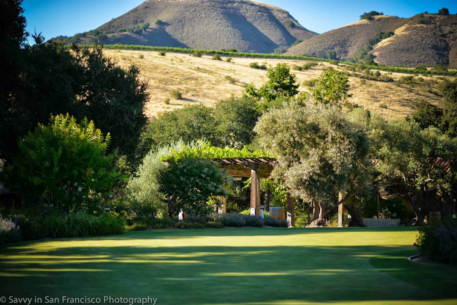 Savvy in San Francisco: Holman Ranch Vineyards - Carmel Valley