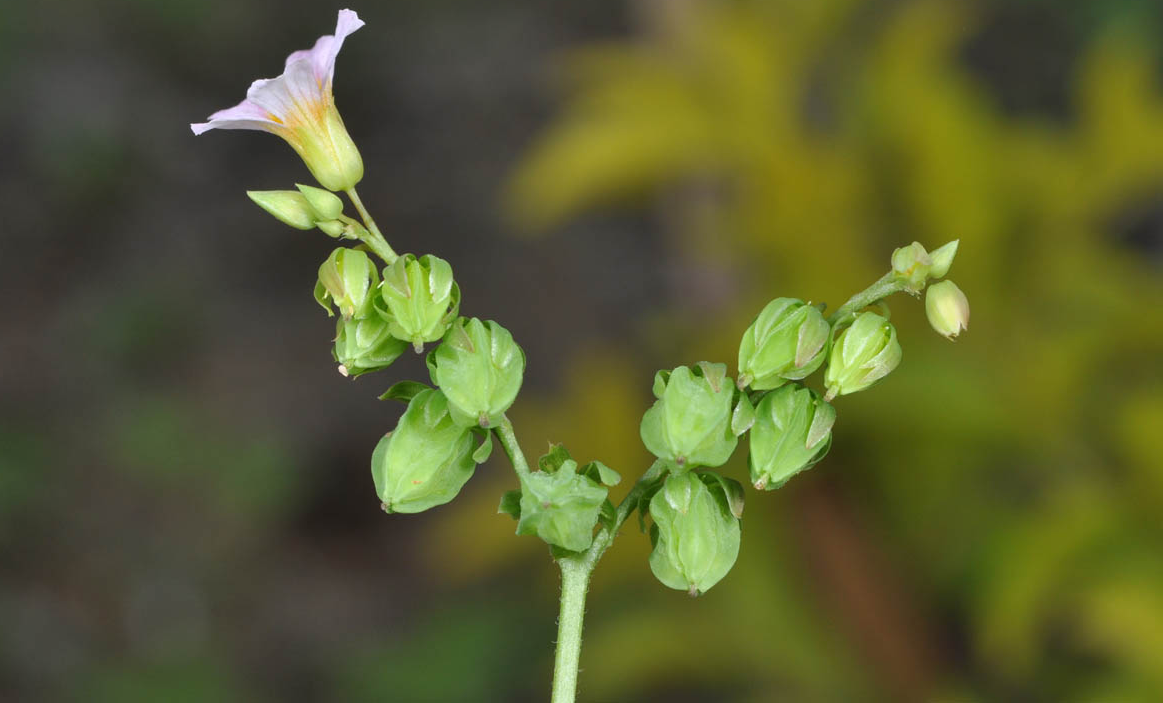 Manfaat Dan Khasiat Tumbuhan Calingcing Untuk Kesehatan tubuh (OXALIS ...