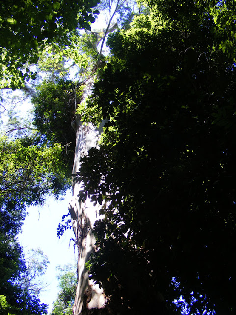 Days on the Claise: Sydney Blue Gum