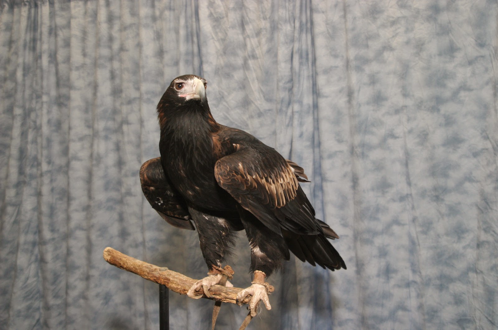 World Bird Sanctuary: Birdlore: The Wedged-tailed Eagle: Bunjil