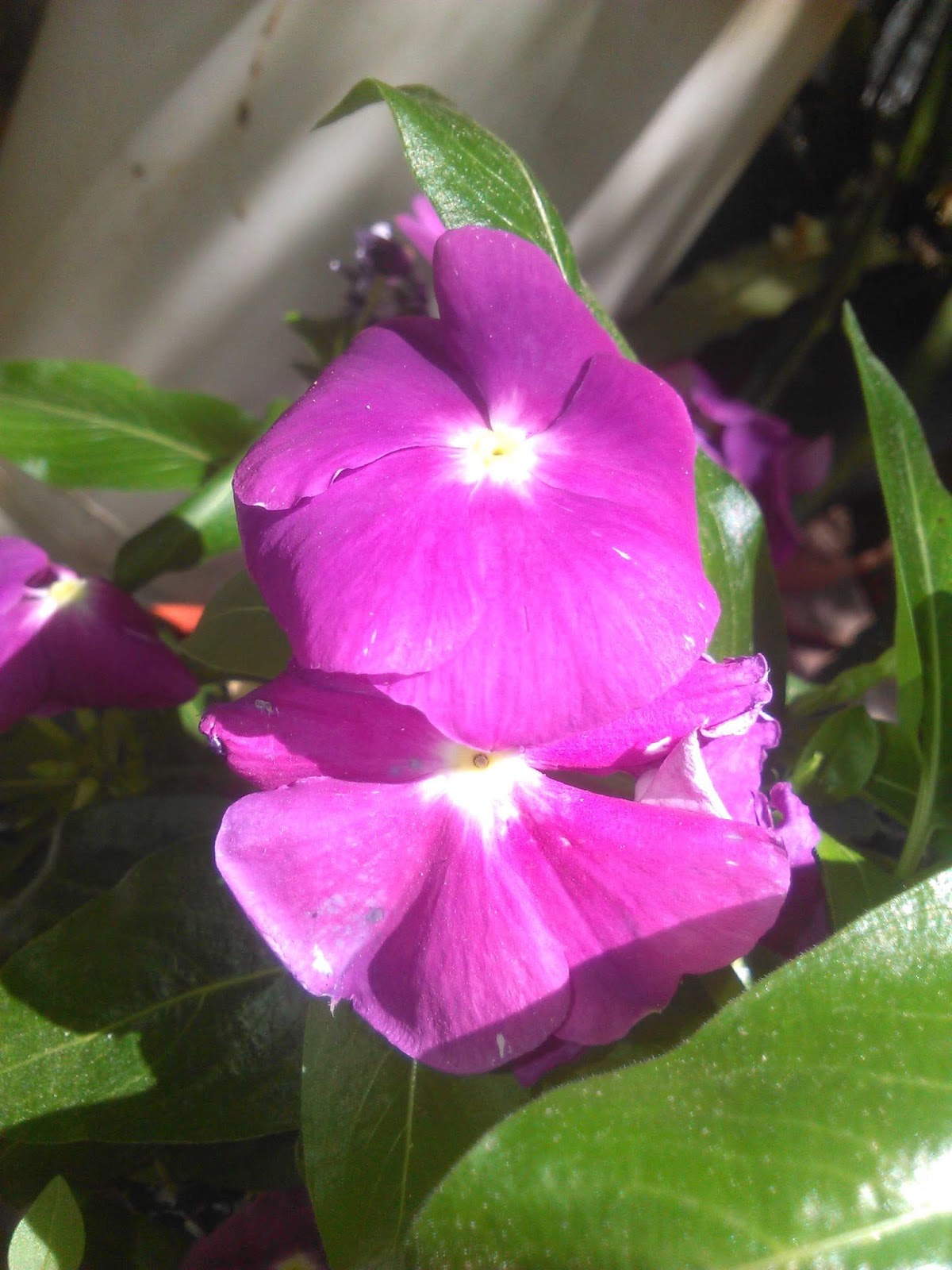 majaillaflor: hierba doncella