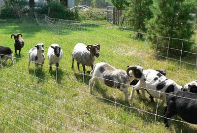 Antiquity Oaks: Sheep shearing