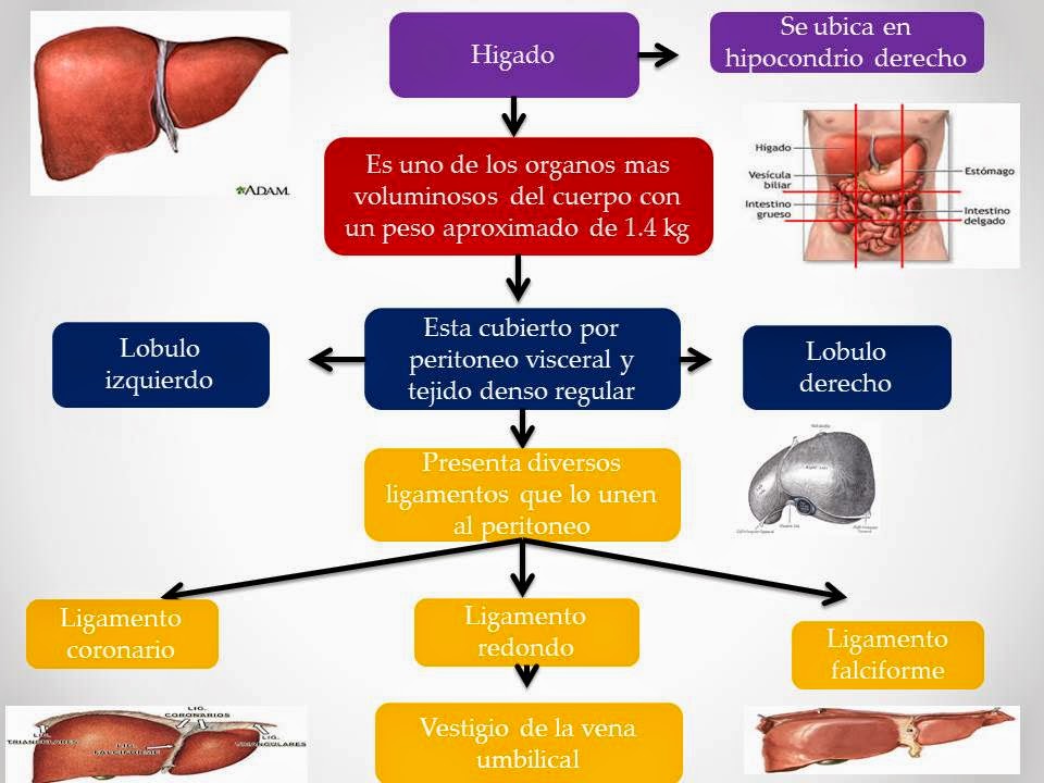 Fisiologia Basica Y Medica Mapa Conceptual De Higado Y Vesicula Biliar ...