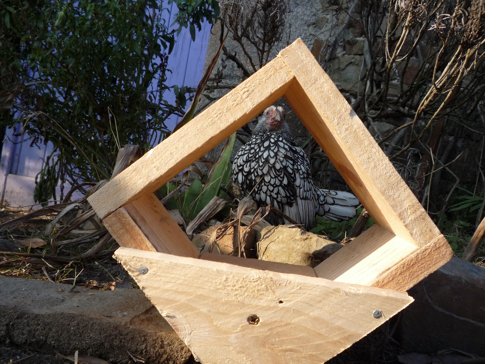 DIY Bird Box for Robins, Wrens, Pied Wagtails, Eastern Bluebirds ...