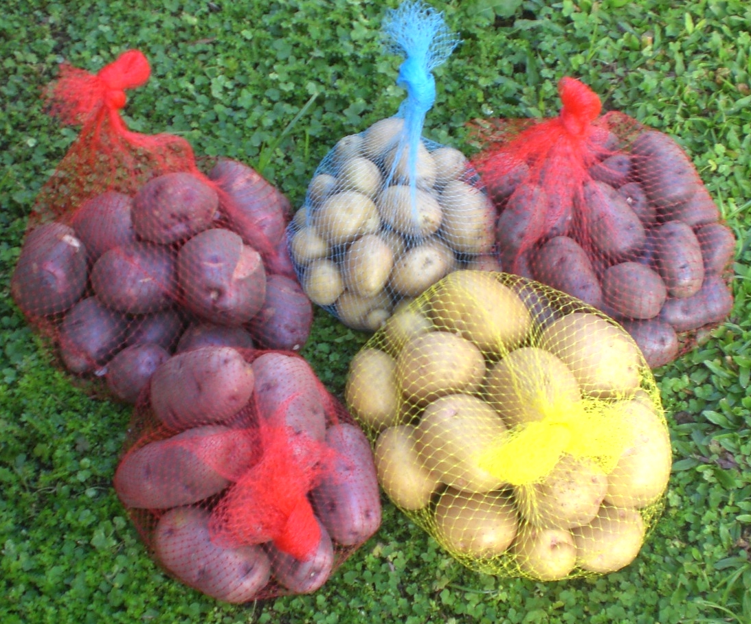 A Kitchen Garden in Kihei Maui: Growing Potatoes in Kihei