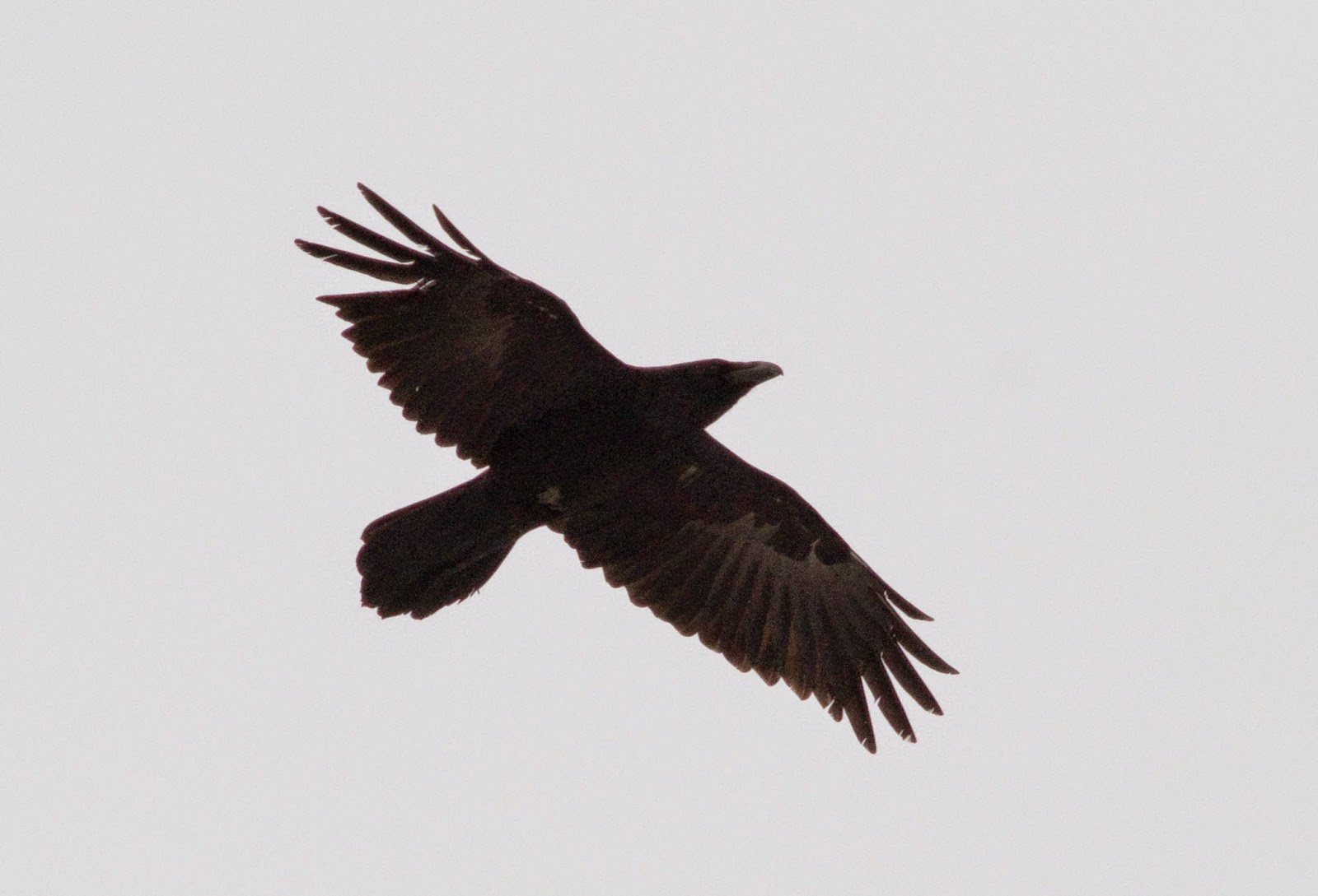 Delaware Valley Birding: The Raven: Nesting in Philadelphia for the ...