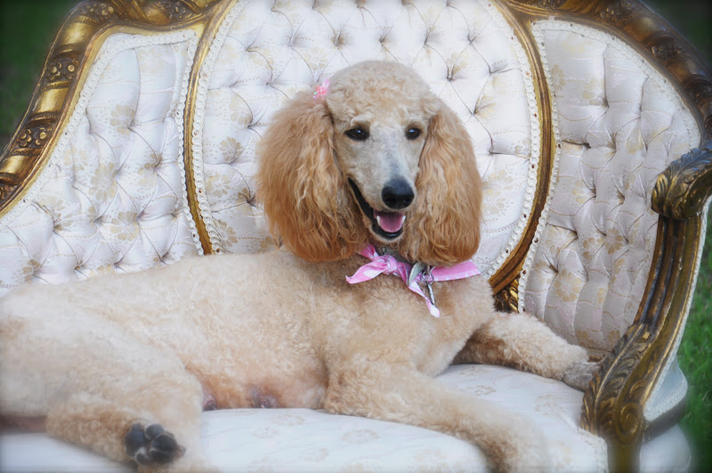 Karen Hillman Deisgns | Ancient Queen Designs: Posh Poodle Party!
