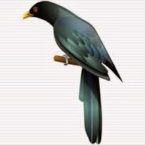 Birds beautiful hd wallpapers 2014: koyal beautiful wallpapers