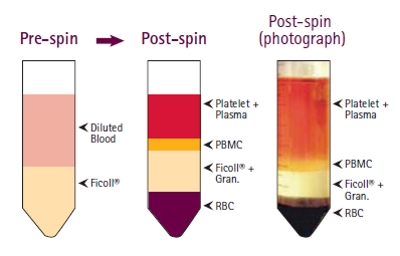 NK cells purification