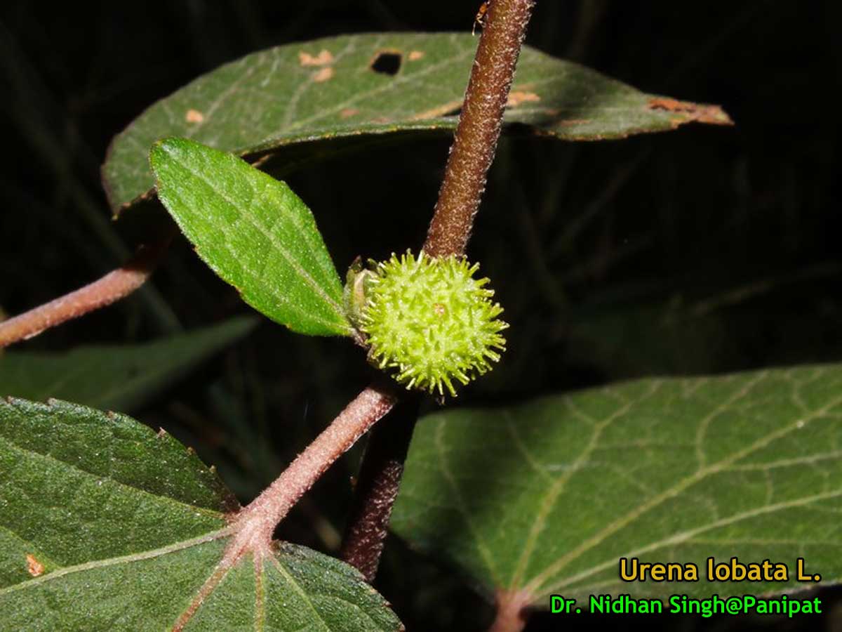 Medicinal Plants: Urena lobata, Caesar weed, atibala, Kongojute, Congo Jute