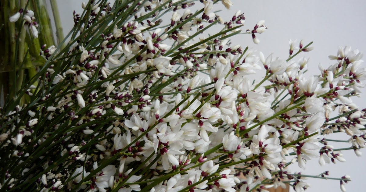 flowers for flower lovers.: Genestra flowers pictures.