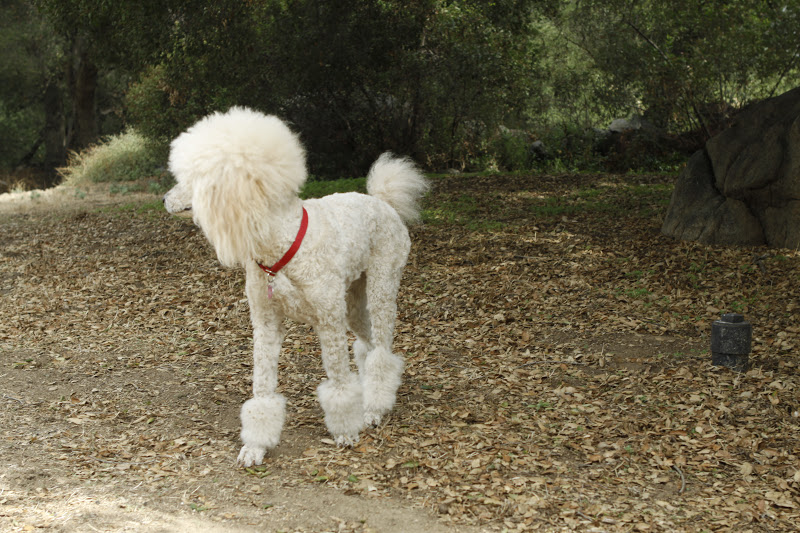 Home Is Where Your Story Begins: Our "Paris" Poodle