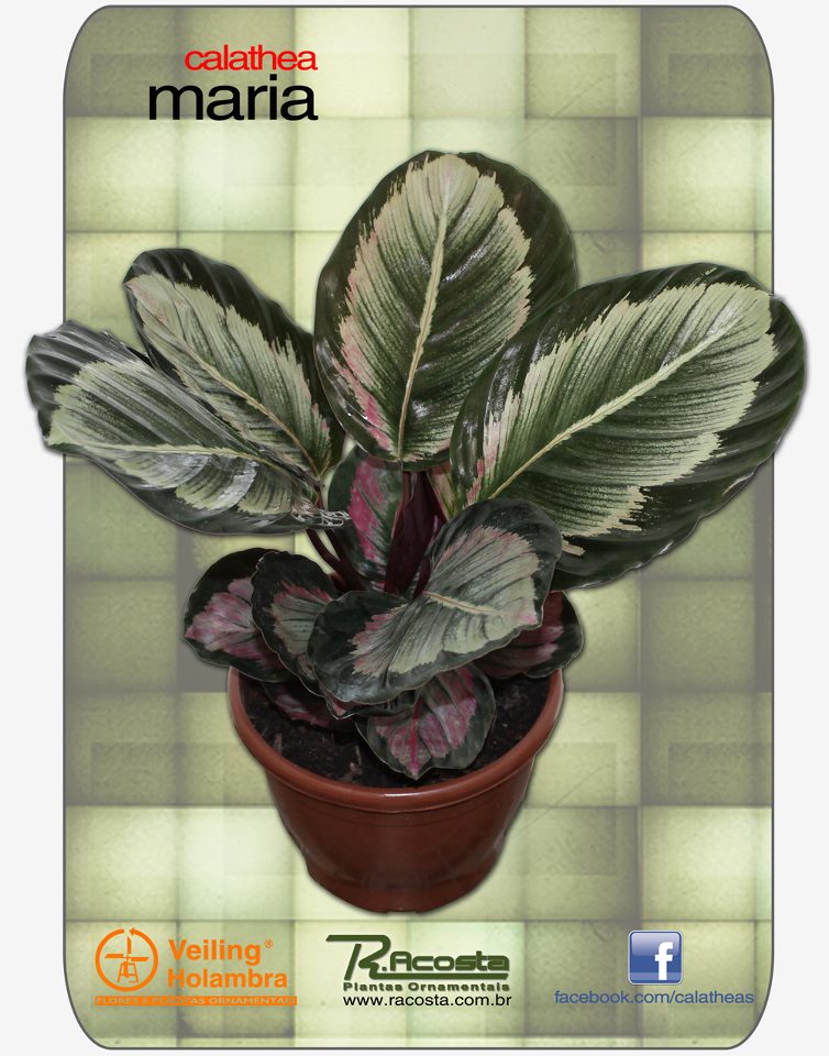 Meu Cantinho Verde: CALATHEA - Variedades
