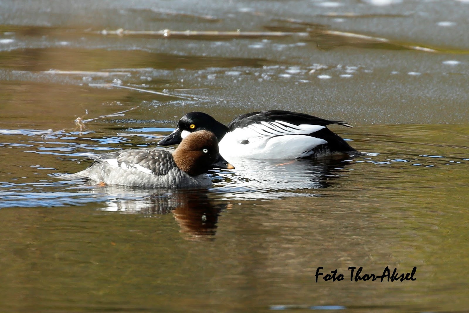 Thor-Aksel`s FOTO BLOGG: Kvinand i Sjæltjønna i Malvikmarka