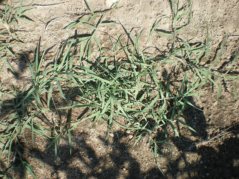 HORTA À PORTA: PANICUM REPENS, CYNODON DACTYLON (ESCALRACHO)
