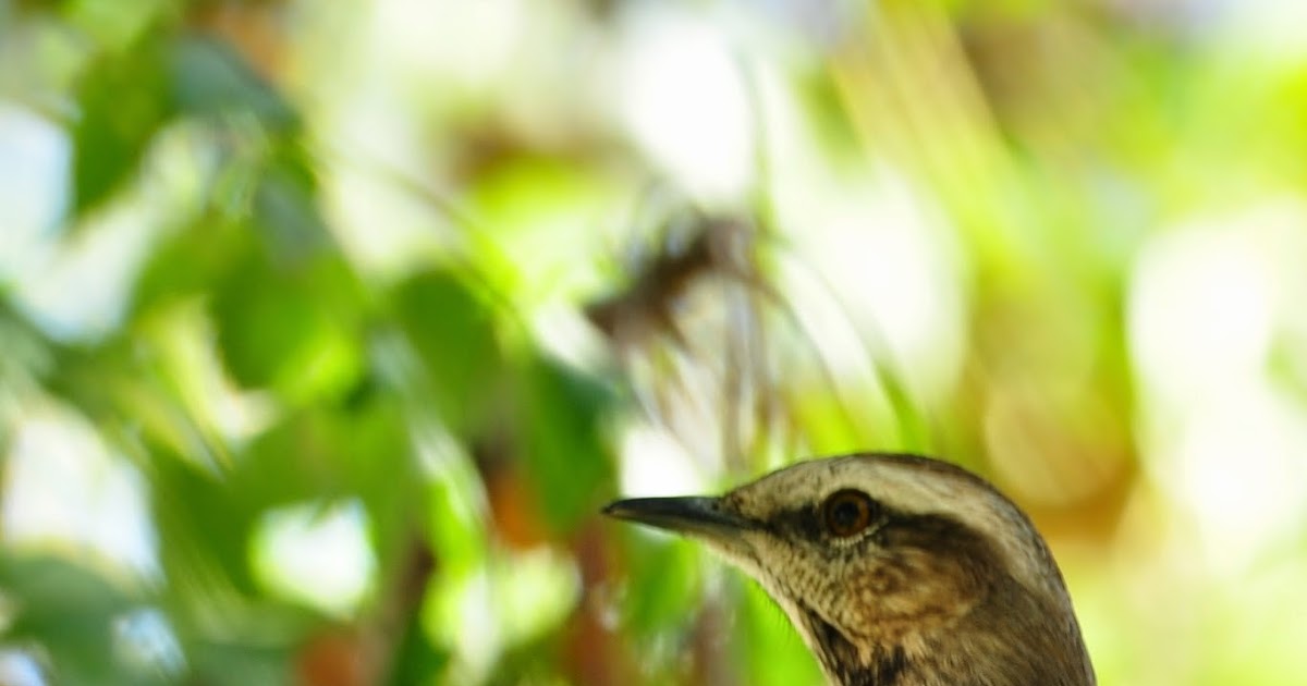 Pájaros, Pajarracos: Tenca