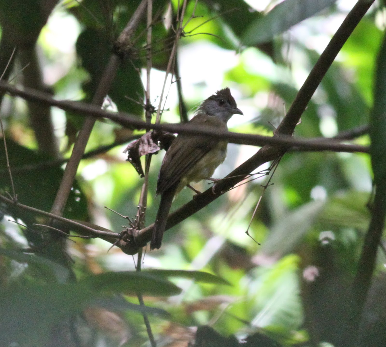 A Birder in The Philippines: Puerto Princesa - 11th June