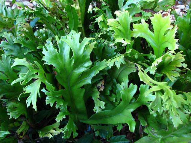 PlantWerkz: Fishtail Fern - Microsorum Punctatum Grandiceps