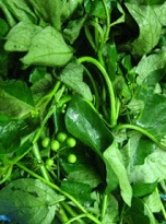 Anim Agro Technology: SAYUR DAUN MERANTI