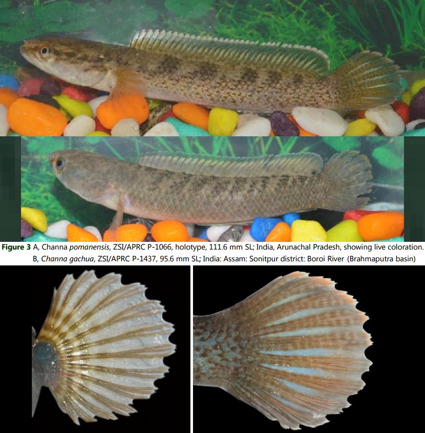 Species New to Science: [Ichthyology • 2016] Channa pomanensis • A New ...