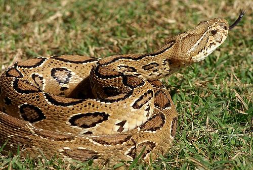 Amazing Daboia Snake, Russell's viper - Daboia Cobra Facts, Photos ...