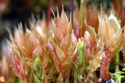 Variety of Life: Bryaceae