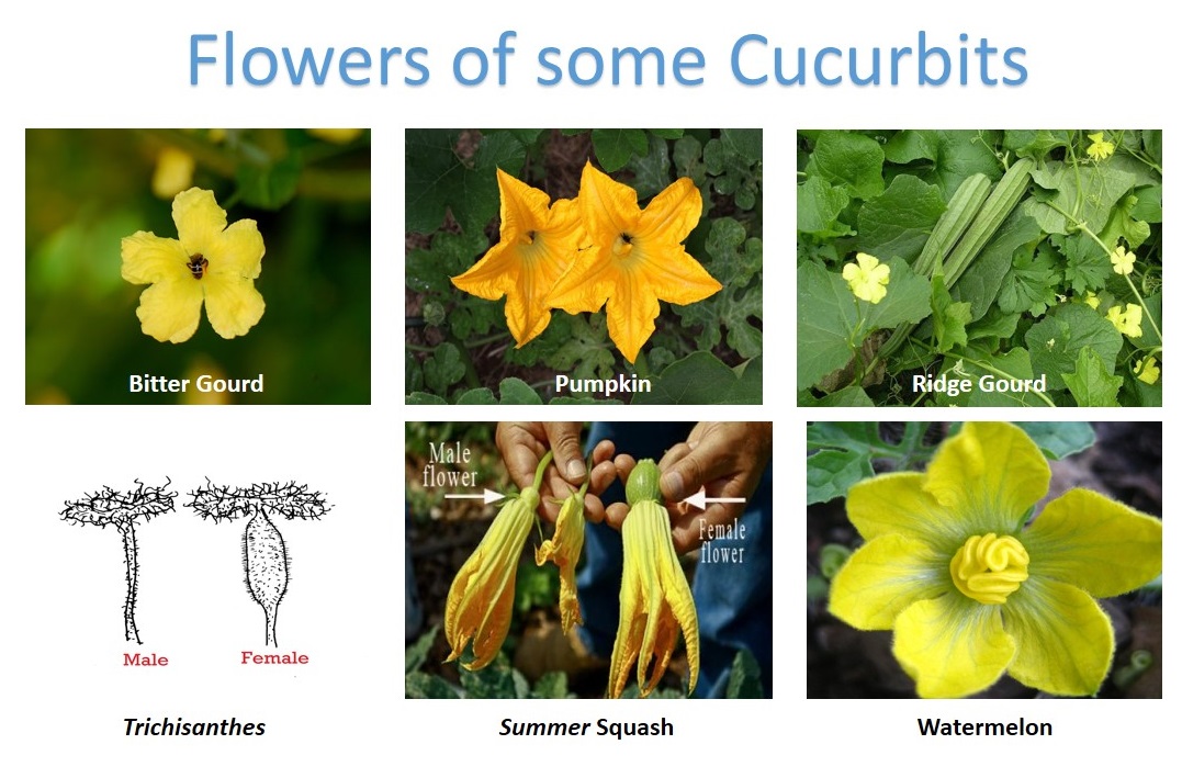 Floral Morphology of Vegetables ~ A2Z Veg-Science