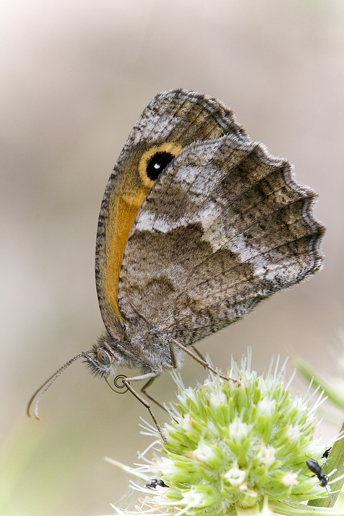 Invertebrados de Huesca: Pyronia cecilia (Lobito jaspeado)