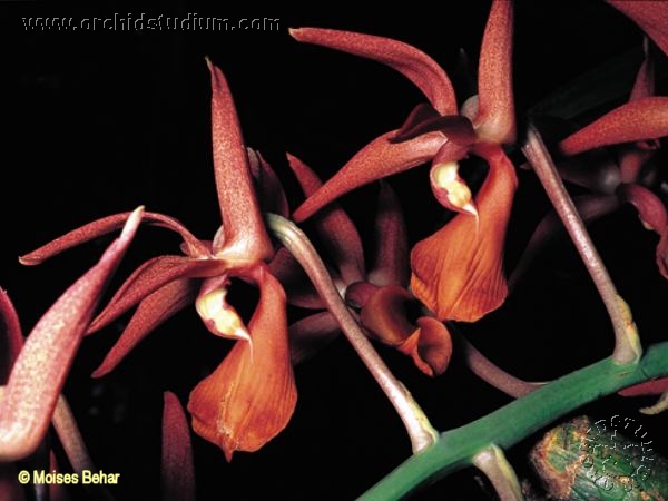 Álbum de Fotos: Nomes de orquideas.