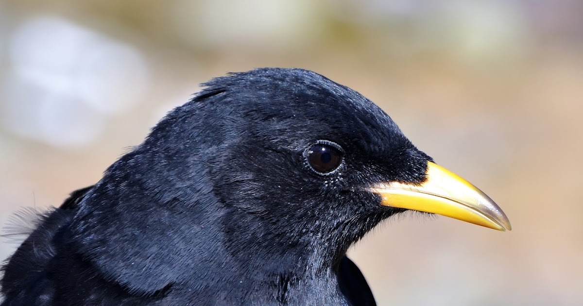 Alpine Bird Research