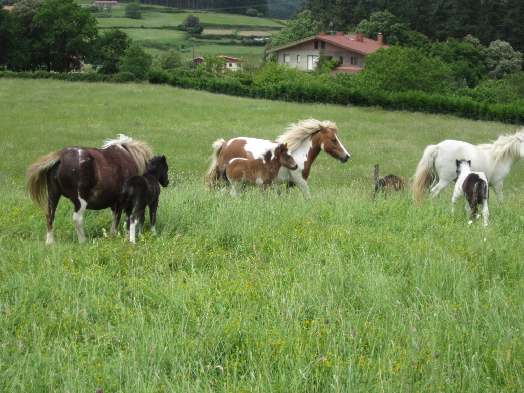 Euskal Herriko Mendiko Zaldia: 06/20/11