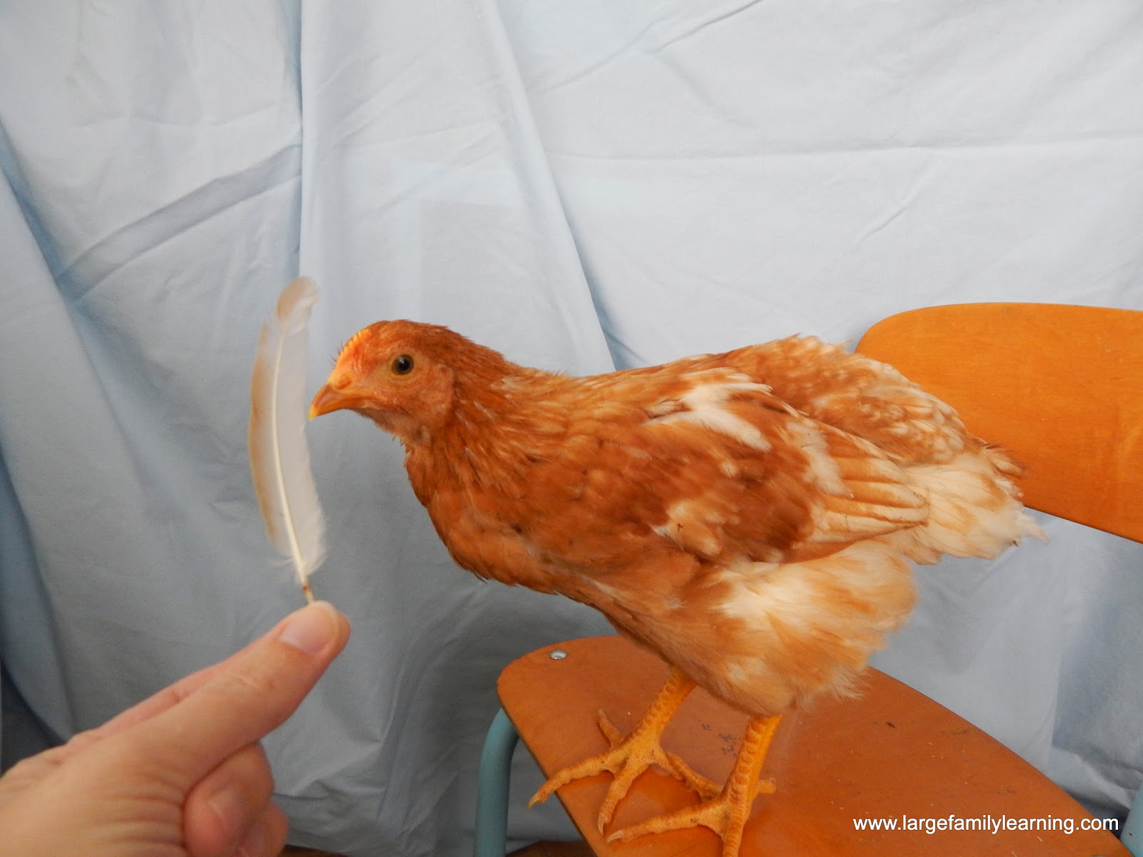 Large Family Learning : Raising Chickens: 6 Weeks Old