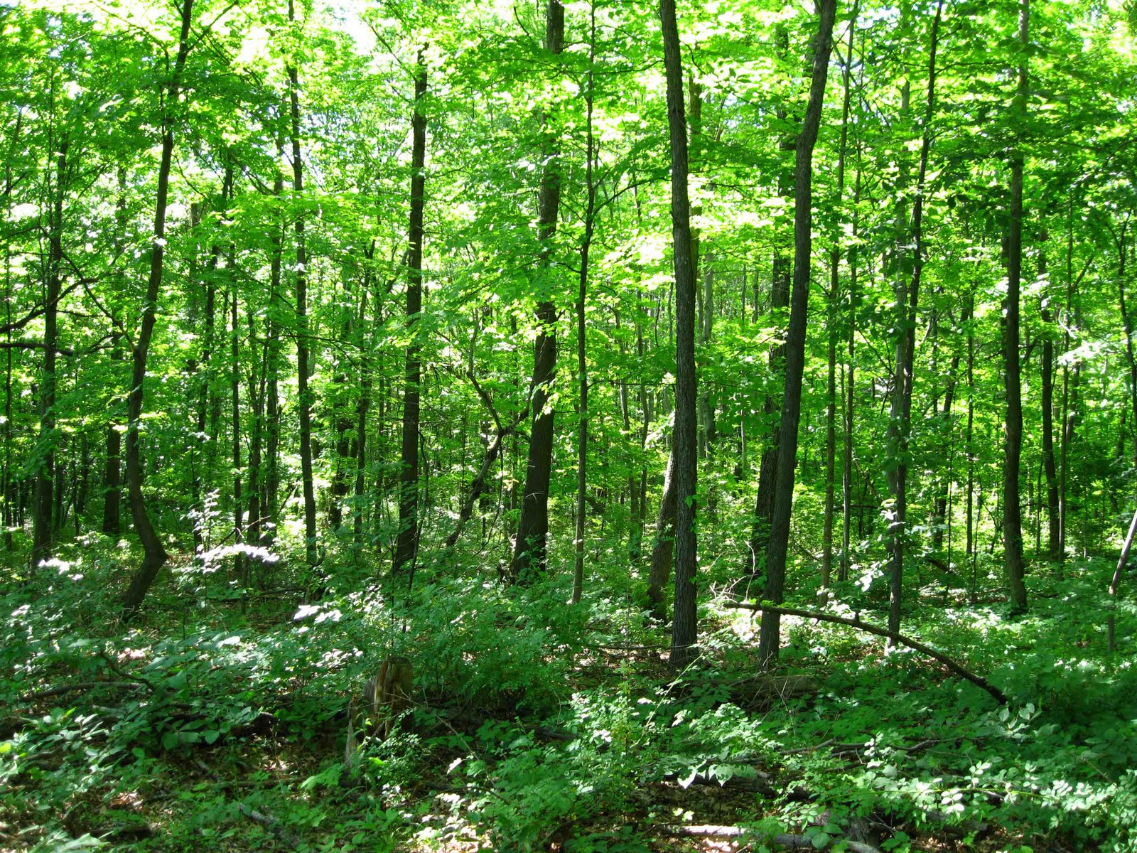 Facts about forests |Clickandseeworld is all about Funny|Amazing ...