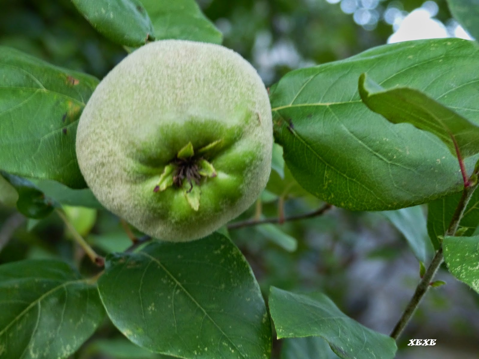 SIRIGANGA: O MARMELO