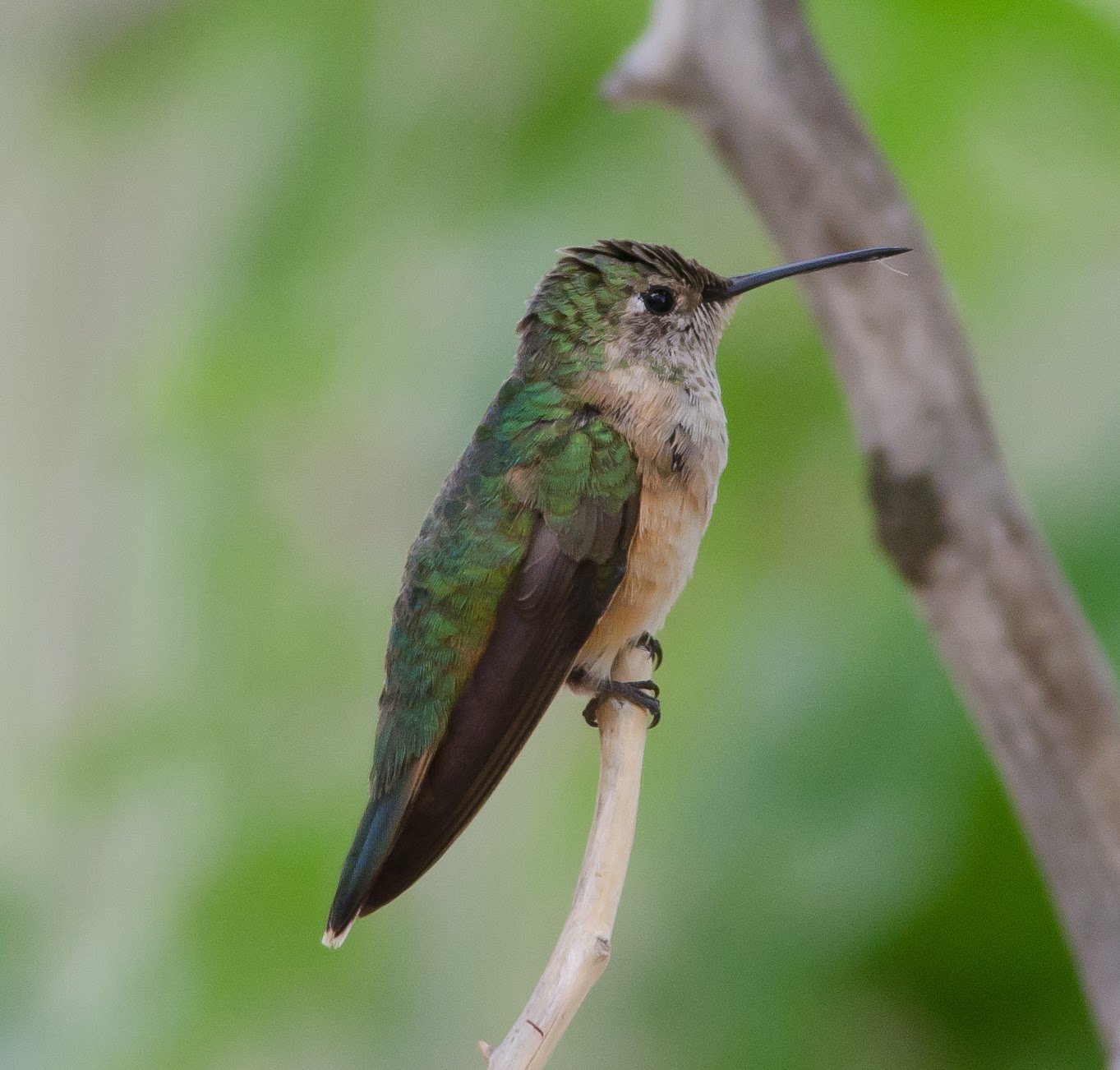 Gordon's Birding Adventures: June 2013