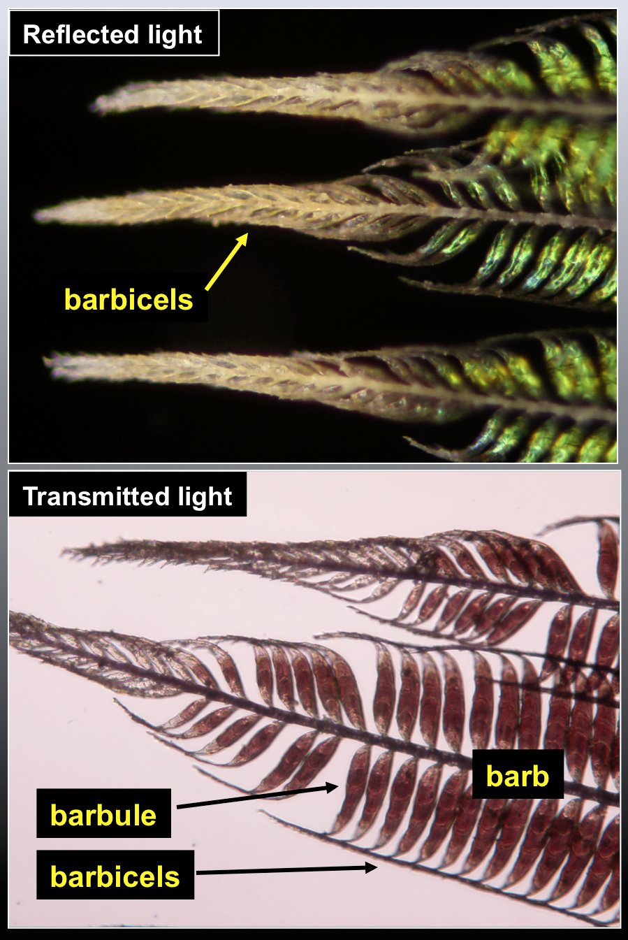 Jerry's Birding / Digiscoping Blog
