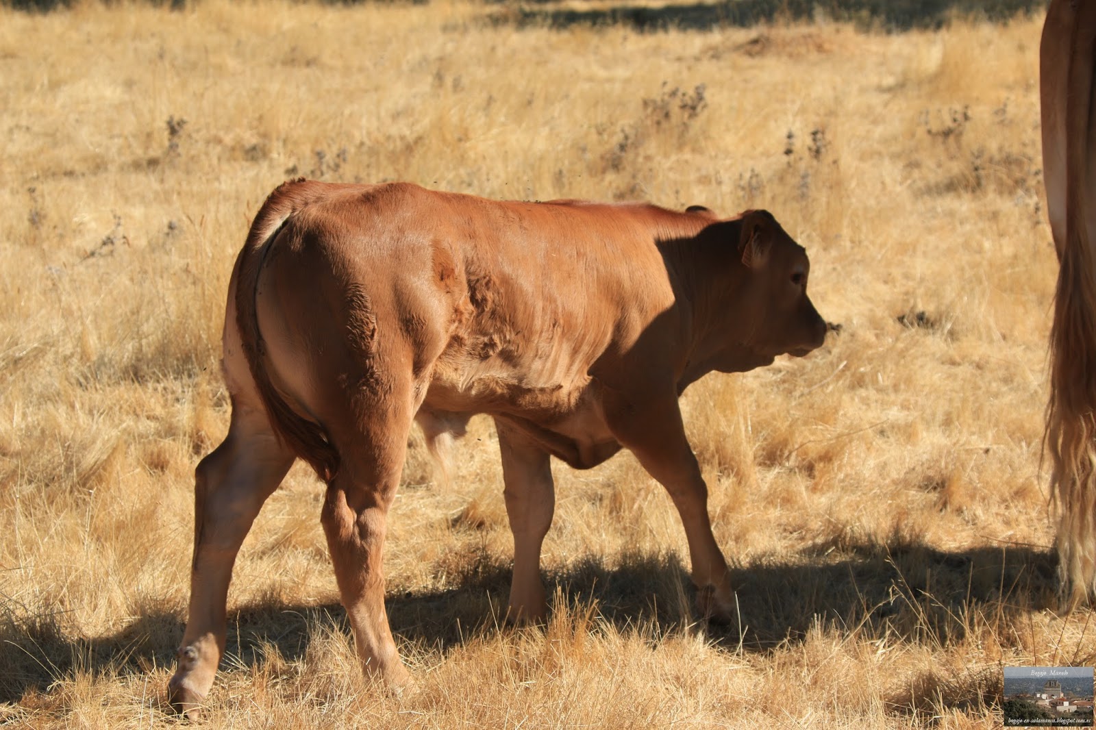 BOGAJO Salamanca: Terneros limusines en Bogajo Salamanca