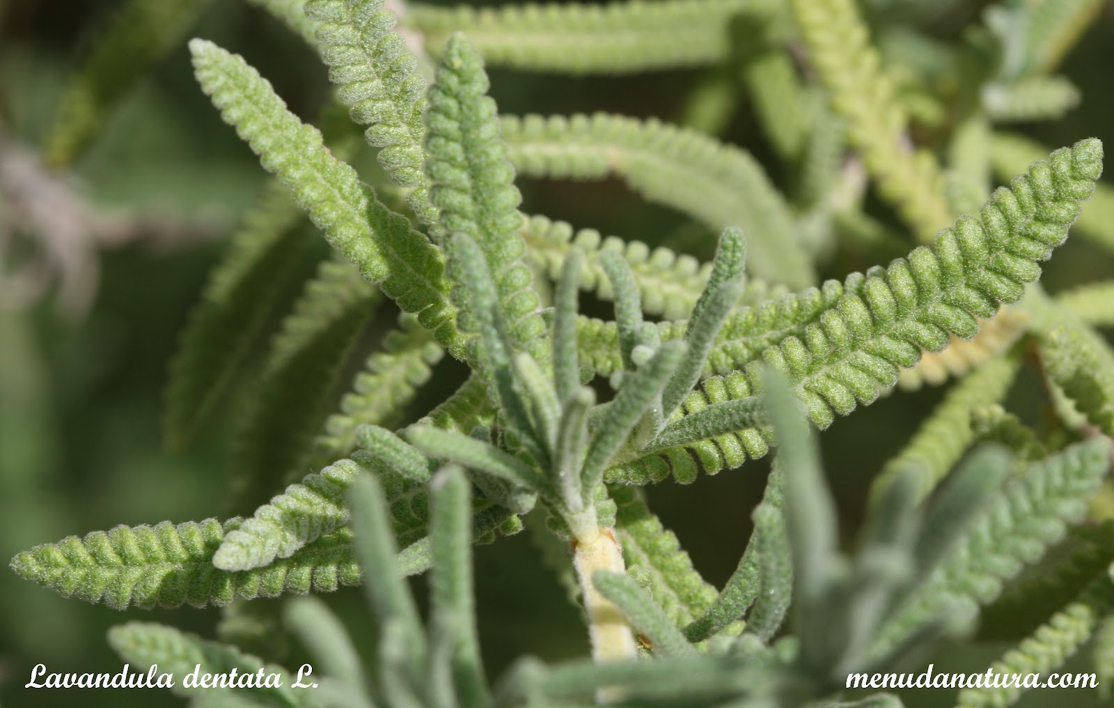 Menuda Natura: Lavandula dentata L.