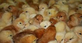BUSINESS OPPORTUNITIES: EXTENSIVE POULTRY FARMING