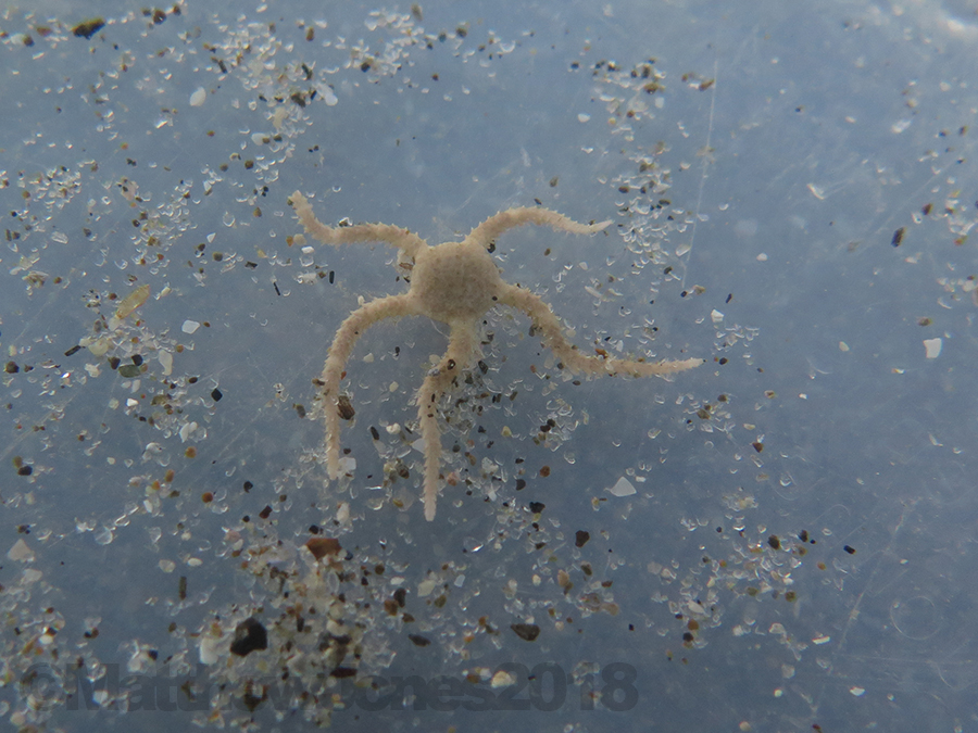 The shape and the idea: 119 — Hutton's brittle star, Ophioceres huttoni