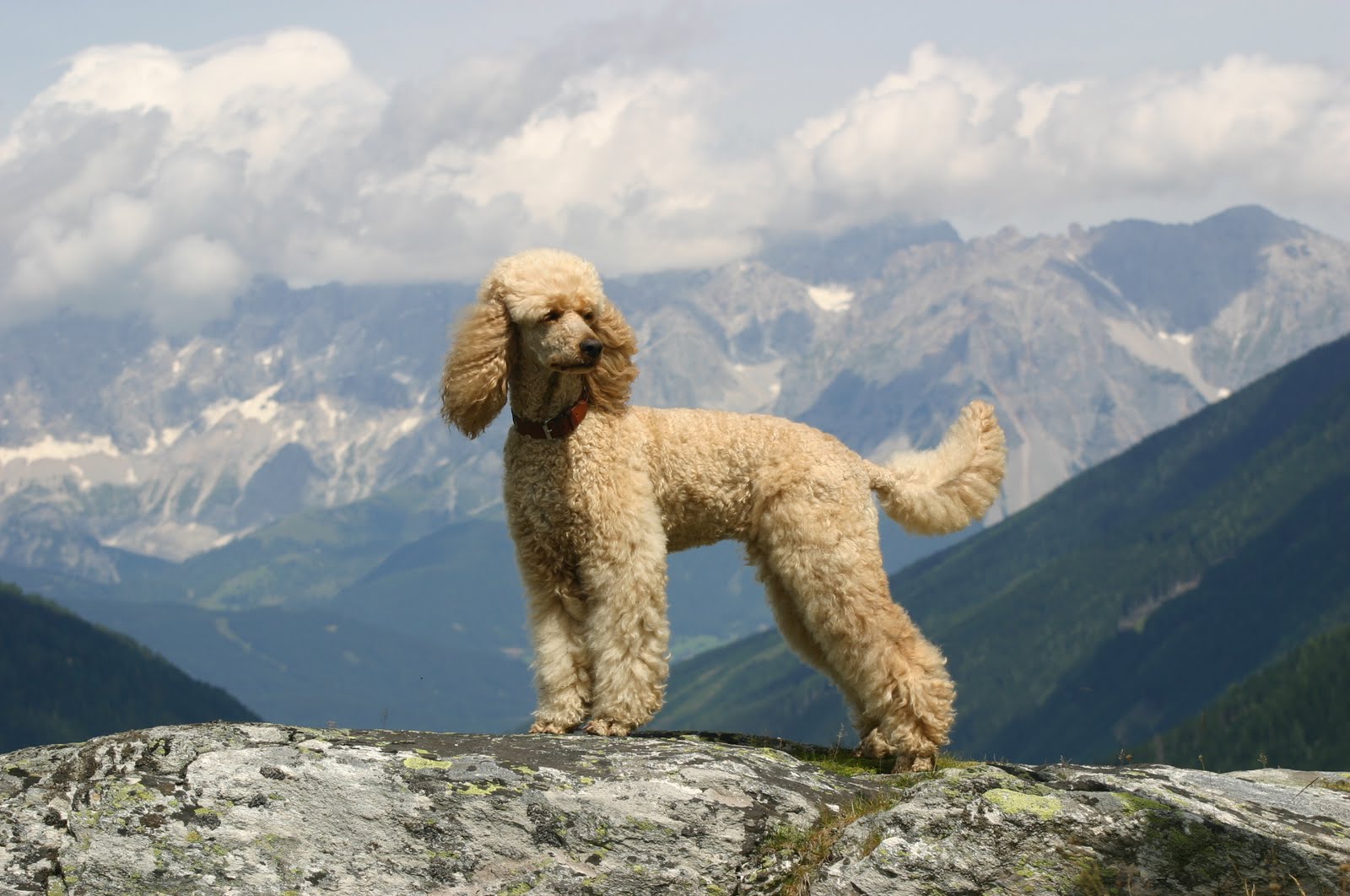 Königspudel vom Herzogshut