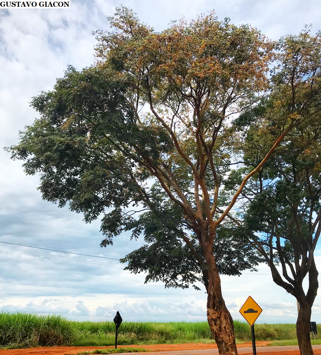 Viveiro Ciprest - Plantas Nativas e Exóticas: Amburana ou Cerejeira da ...
