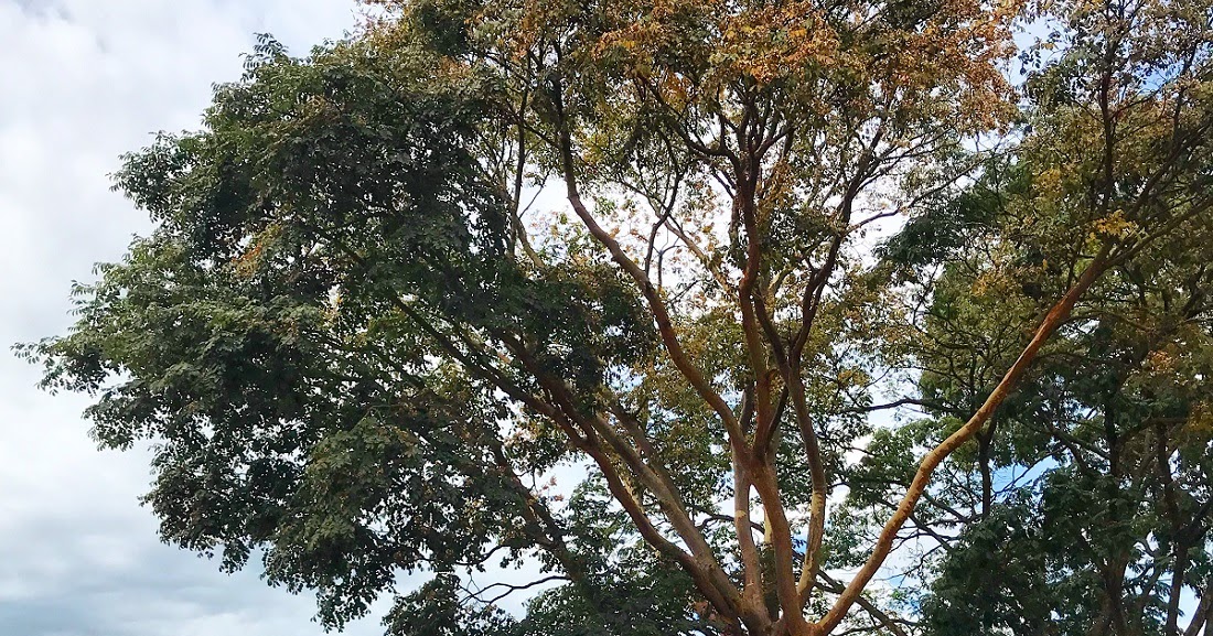 Viveiro Ciprest - Plantas Nativas e Exóticas: Amburana ou Cerejeira da ...