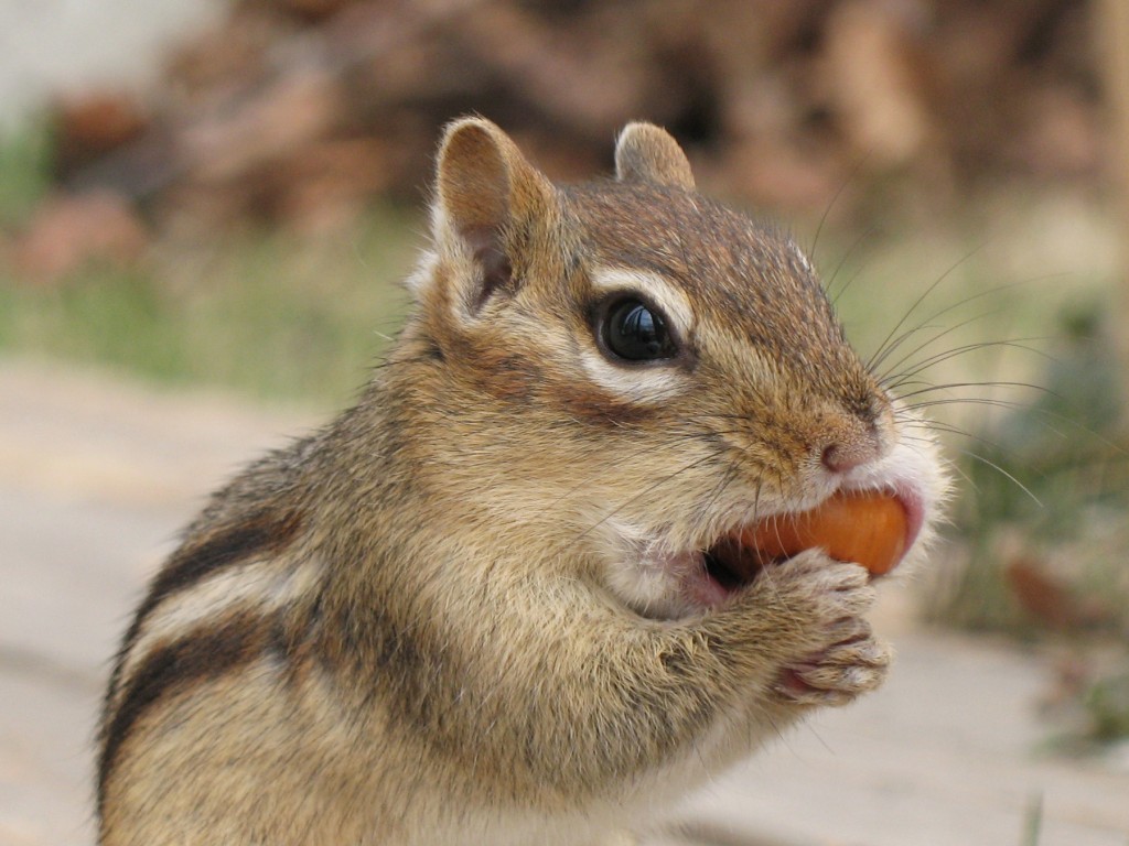 NOS PETITS FRERES LES ANIMAUX: Tamias sibiricus