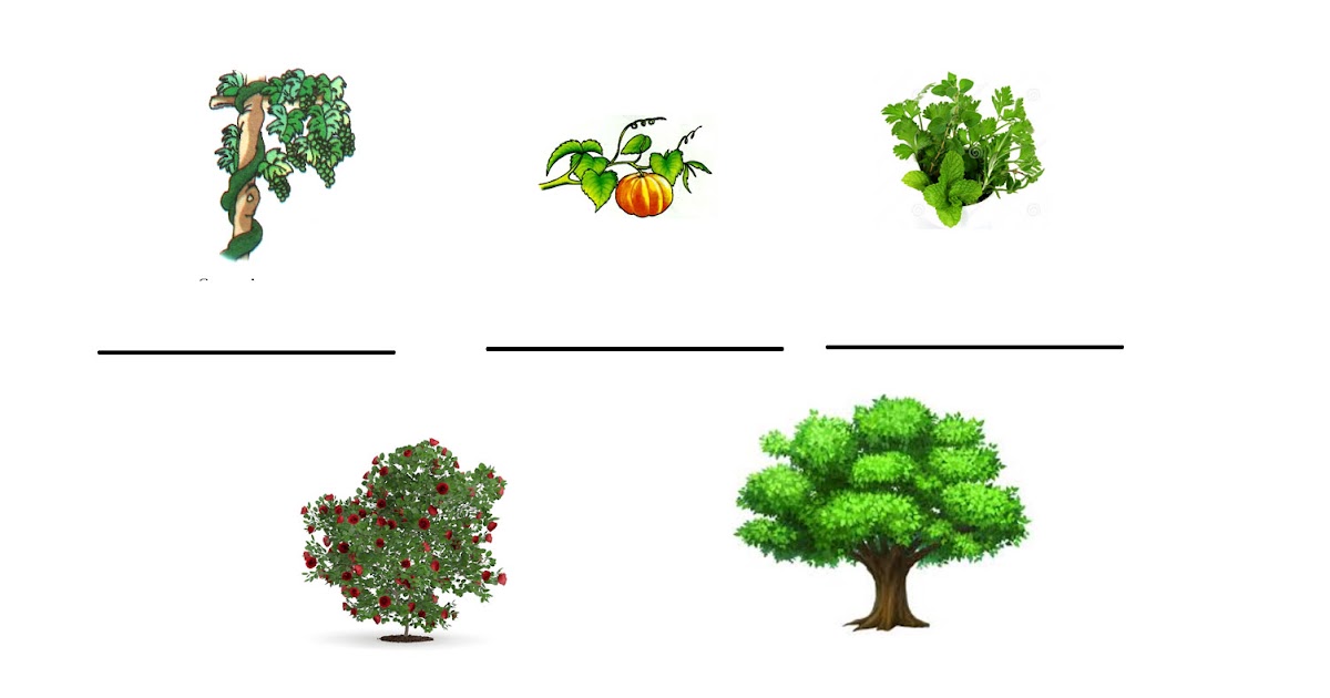 Science worksheets: Science Worksheet Chapter 3