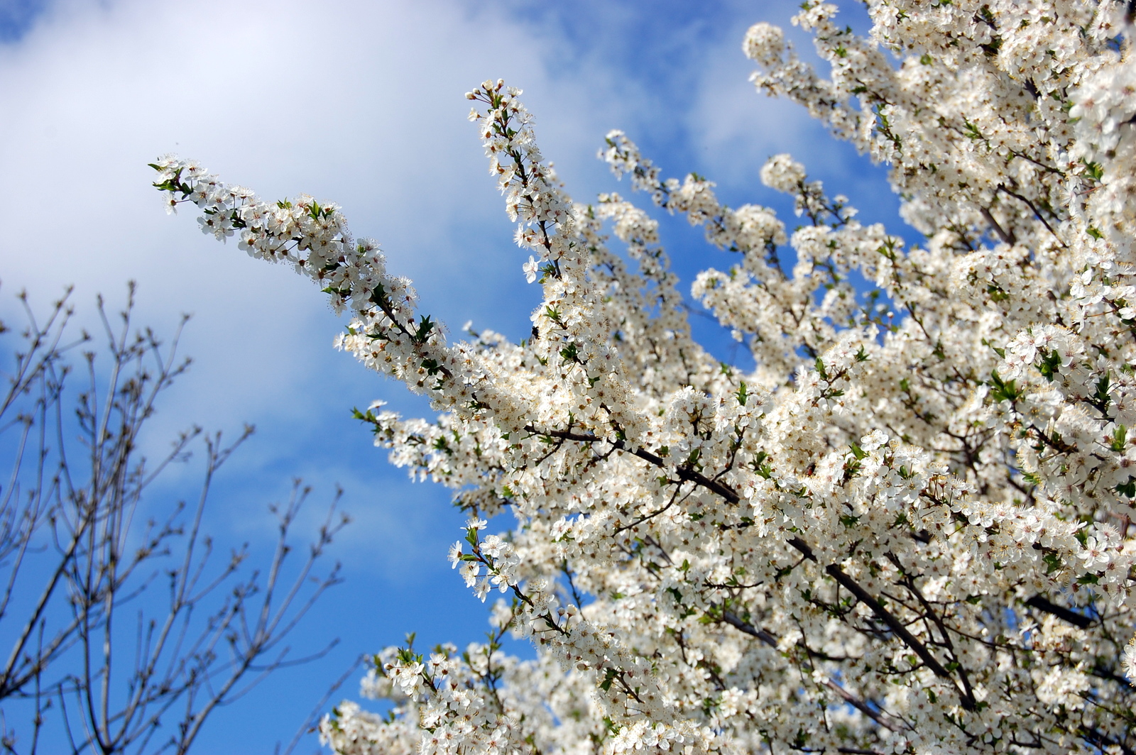 Peisaje de primavara: Pom inflorit