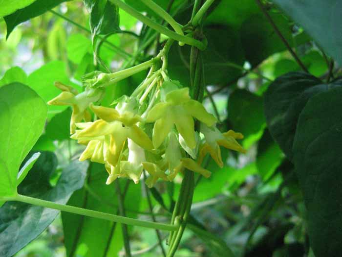 CÂY HOA THIÊN LÝ: CÂY THIÊN LÝ