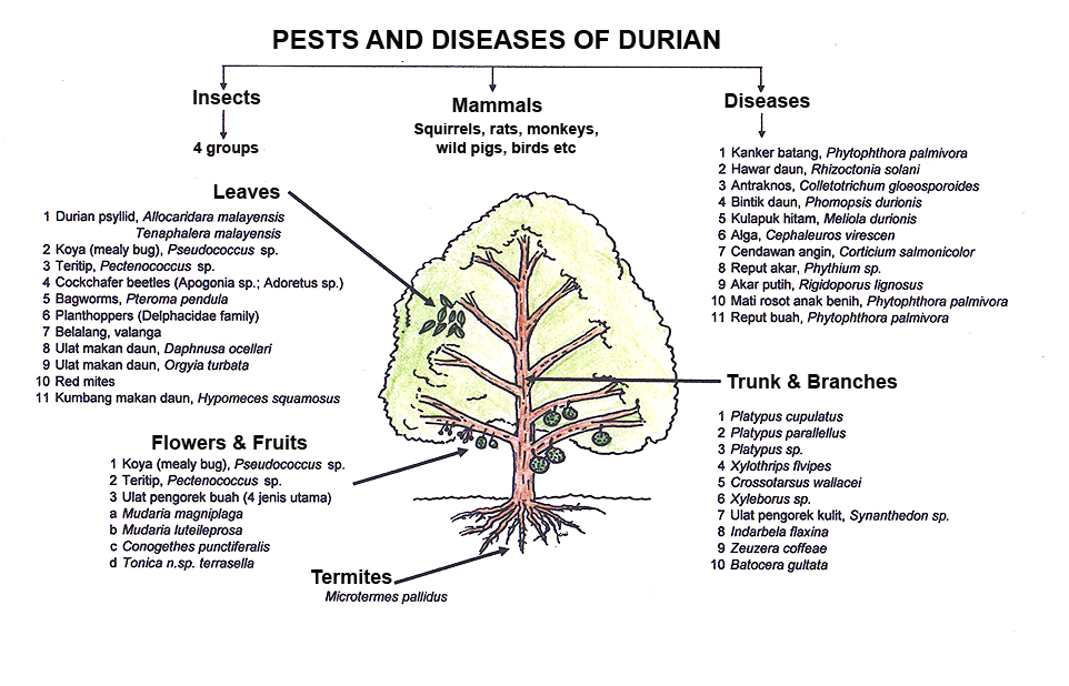 Durian Info: Durian Pests and Diseases