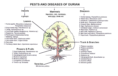Durian Info: Durian Pests and Diseases